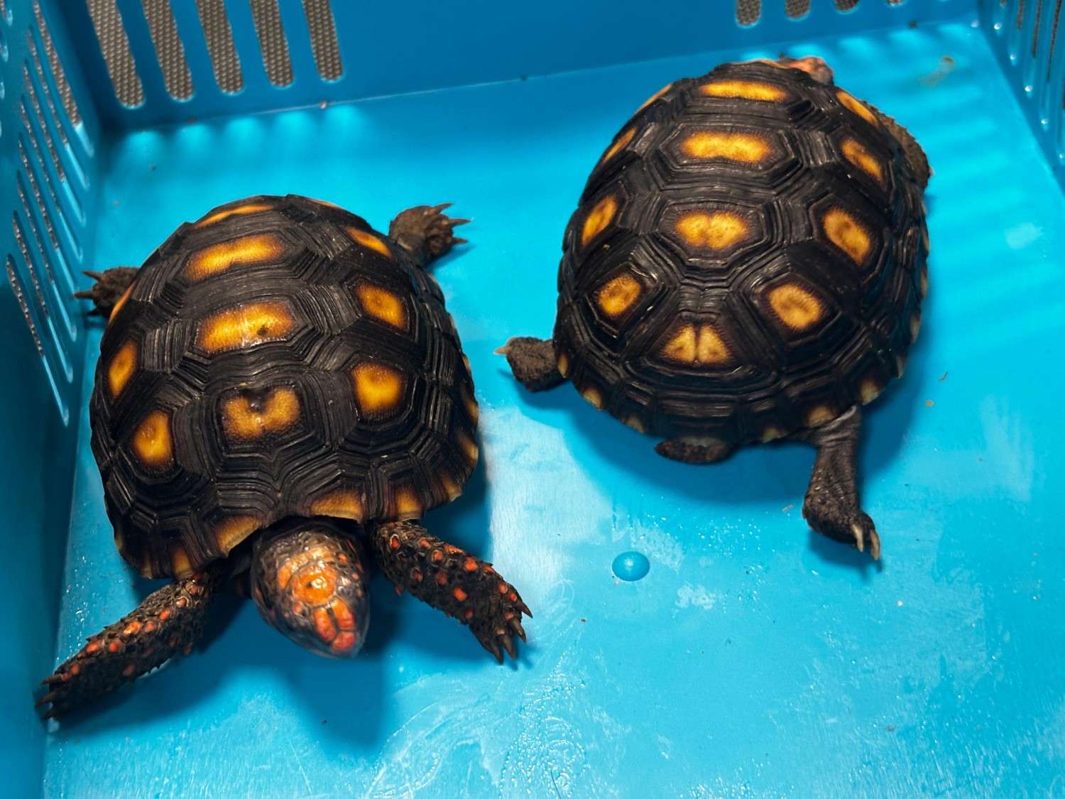 7,000+ Animals Seized in 3.5 Years: Mumbai Airport Stops Man with 100 ...