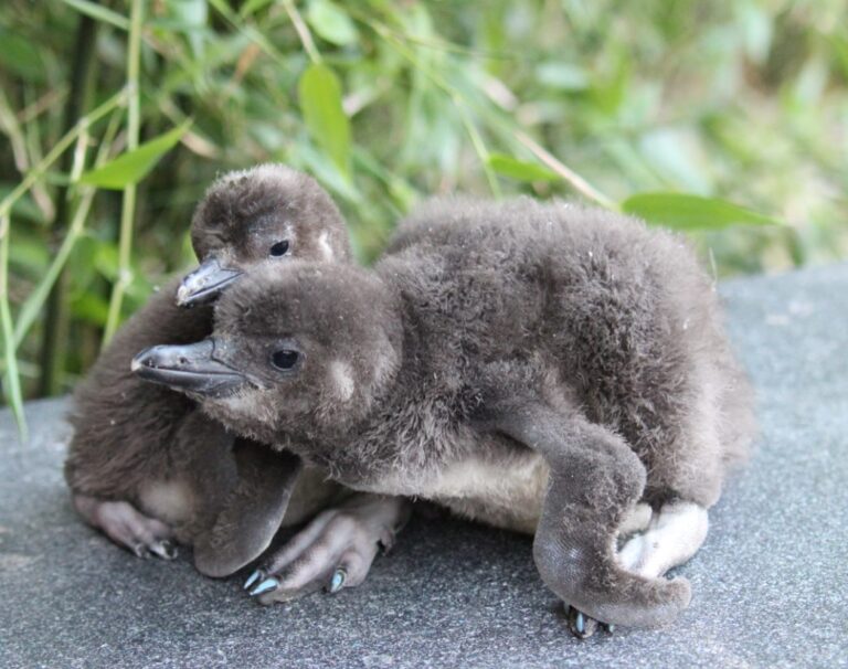 Blue Toenail Polish Helps UK's Only Magellanic Penguin Colony Track ...