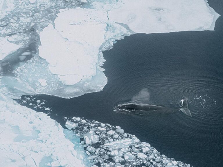 Climate Crisis Could Wipe Out 75% of Bowhead Whale Habitats by 2100 ...
