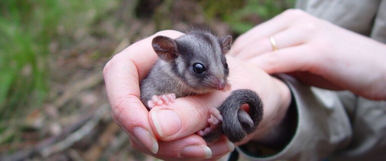 Critically Endangered 'Forest Fairy' Possum Found in NSW After 100 ...