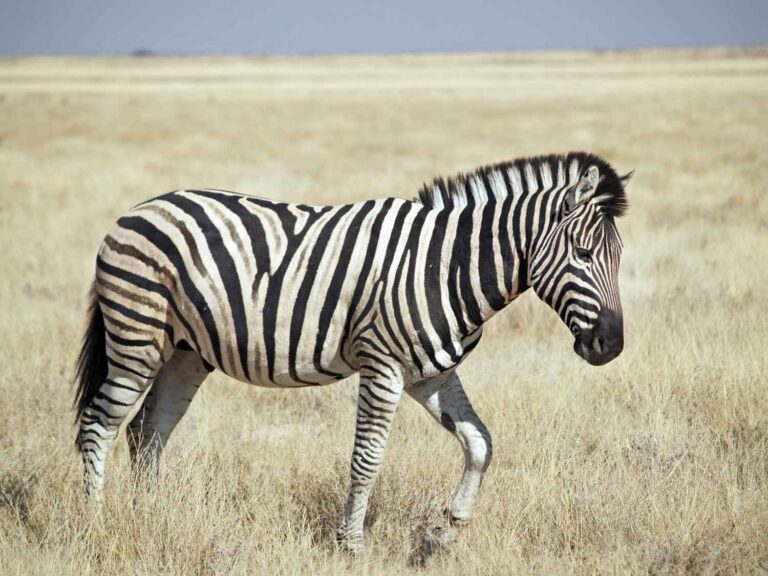 Internet Famous Zebra 'Ed' Airlifted to Safety After 8-Day Tennessee ...