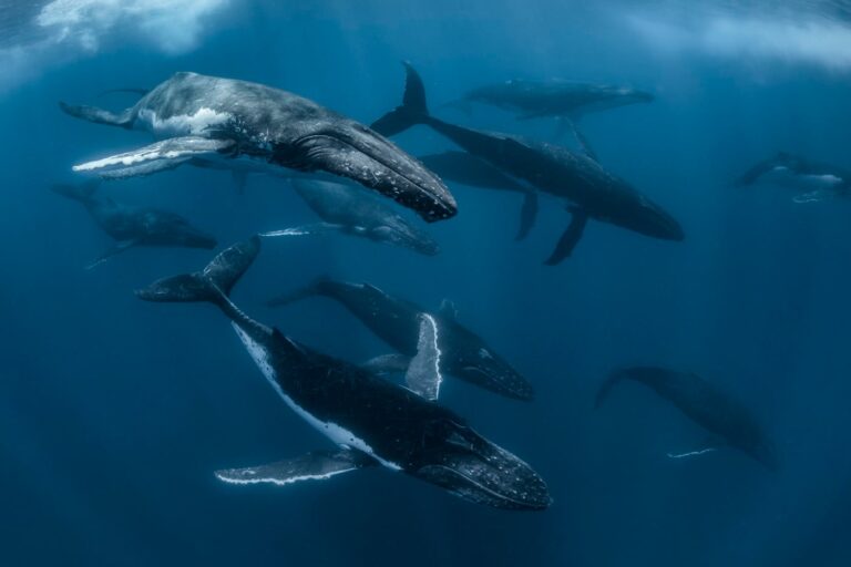 Whale Migration Map Shows 3.2M KM of Routes: 7 Species Endangered ...