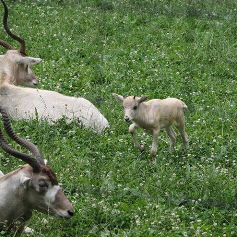 Rare Addax Calf Born at Blank Park Zoo Boosts Species with Fewer Than ...