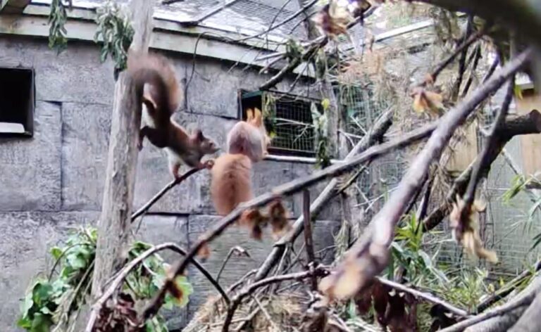 Red Squirrel Kits Born at Longleat After 3-Year Wait: Population ...