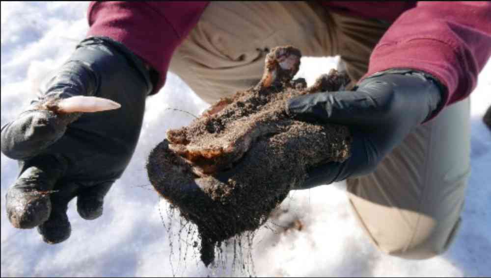 Stone Age 'Slow Cooking' Was Key Method for Extracting Animal Teeth for ...