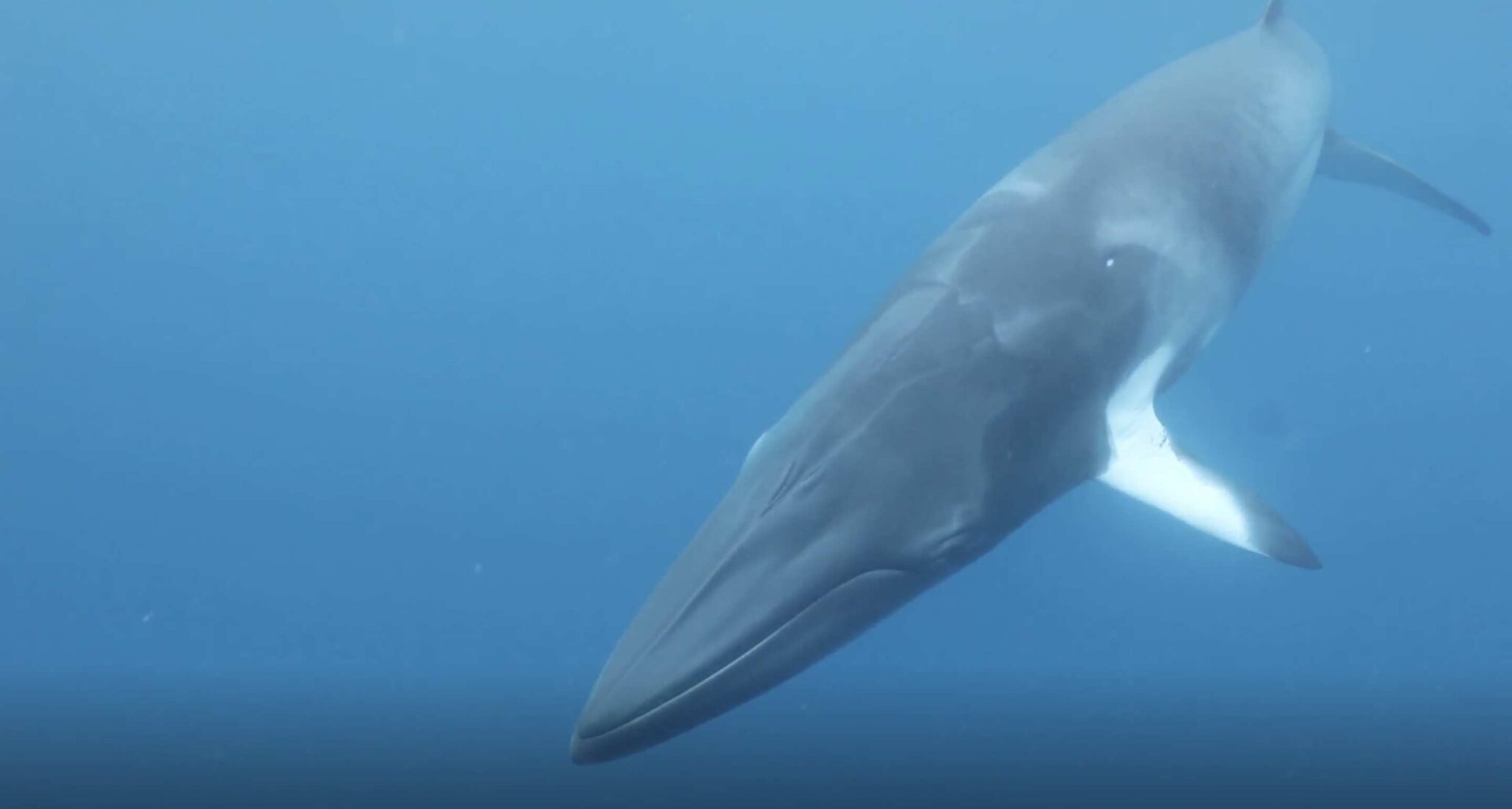 Student's AI Tool Recognizes Minke Whale Calls in Real-Time, Transforms Weeks of Analysis Into ...