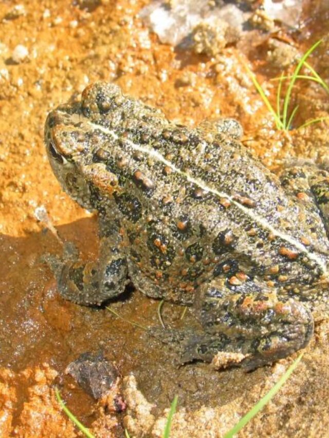 Endangered Toad's Habitat Threatened by Oil Projects - Karmactive