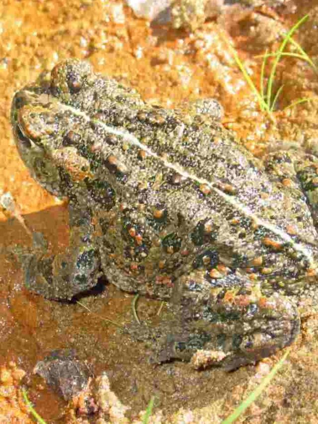 Endangered Toad's Habitat Threatened by Oil Projects - Karmactive