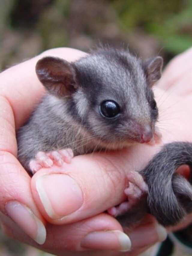 Extinct For 100 Years: Rare Possum Found in Kosciuszko National Park ...