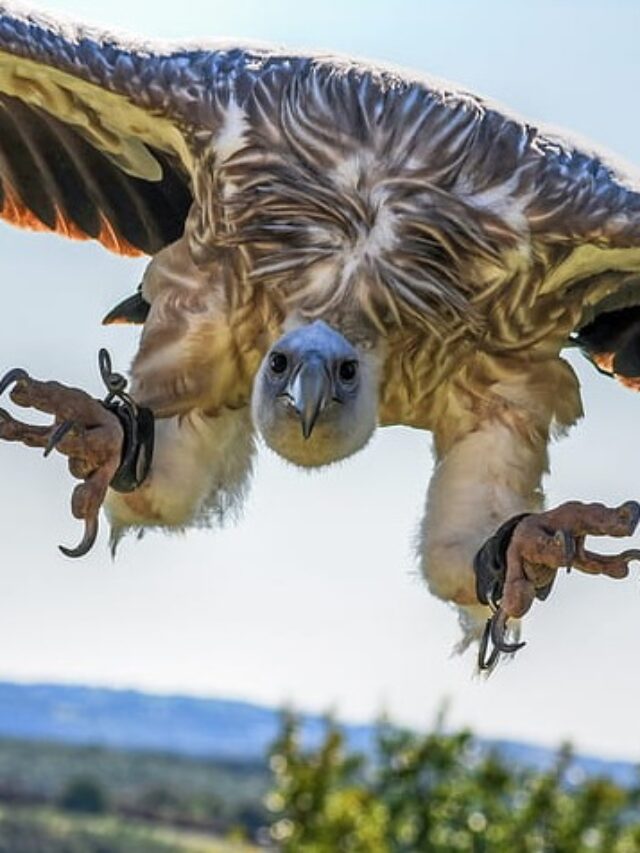 Scavenger Decline Fuels Disease Risk: 36% of Species Threatened - Karmactive