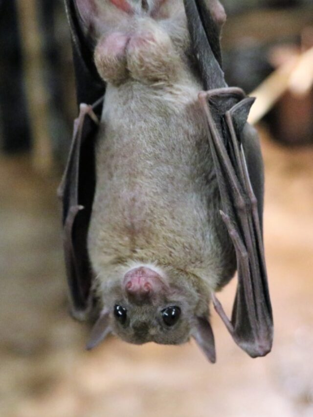 20 New Bat Viruses in China Show Links to Deadly Diseases - Karmactive