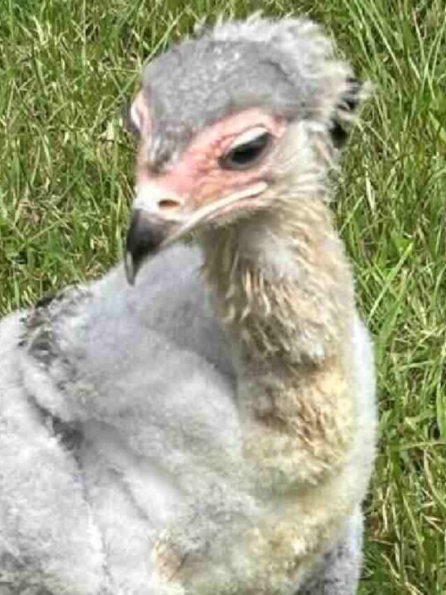 Rare Secretary Bird Chick Rescued at Longleat Safari Park - Karmactive
