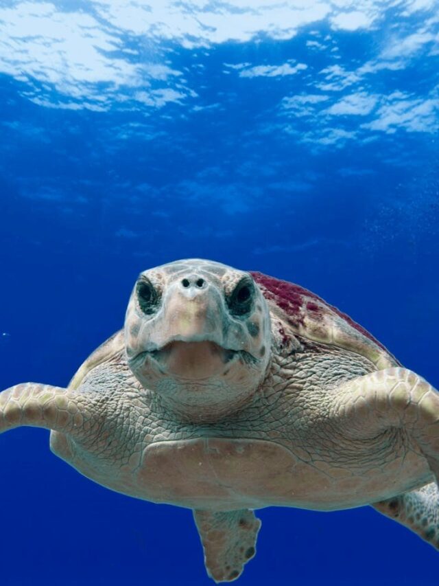 Century-Old Tortoise's 16 Babies Save Critically Endangered Species ...