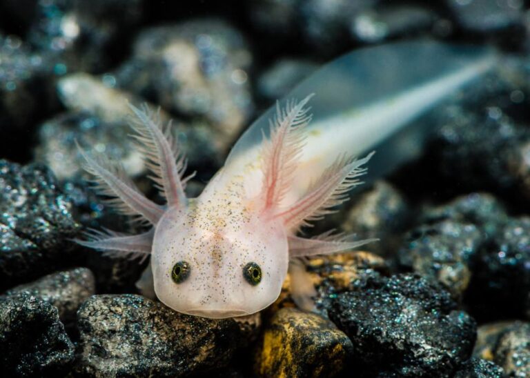 Oxbow Bridge Fire Creates 20-Minute Detours and River Hazards as Key ...