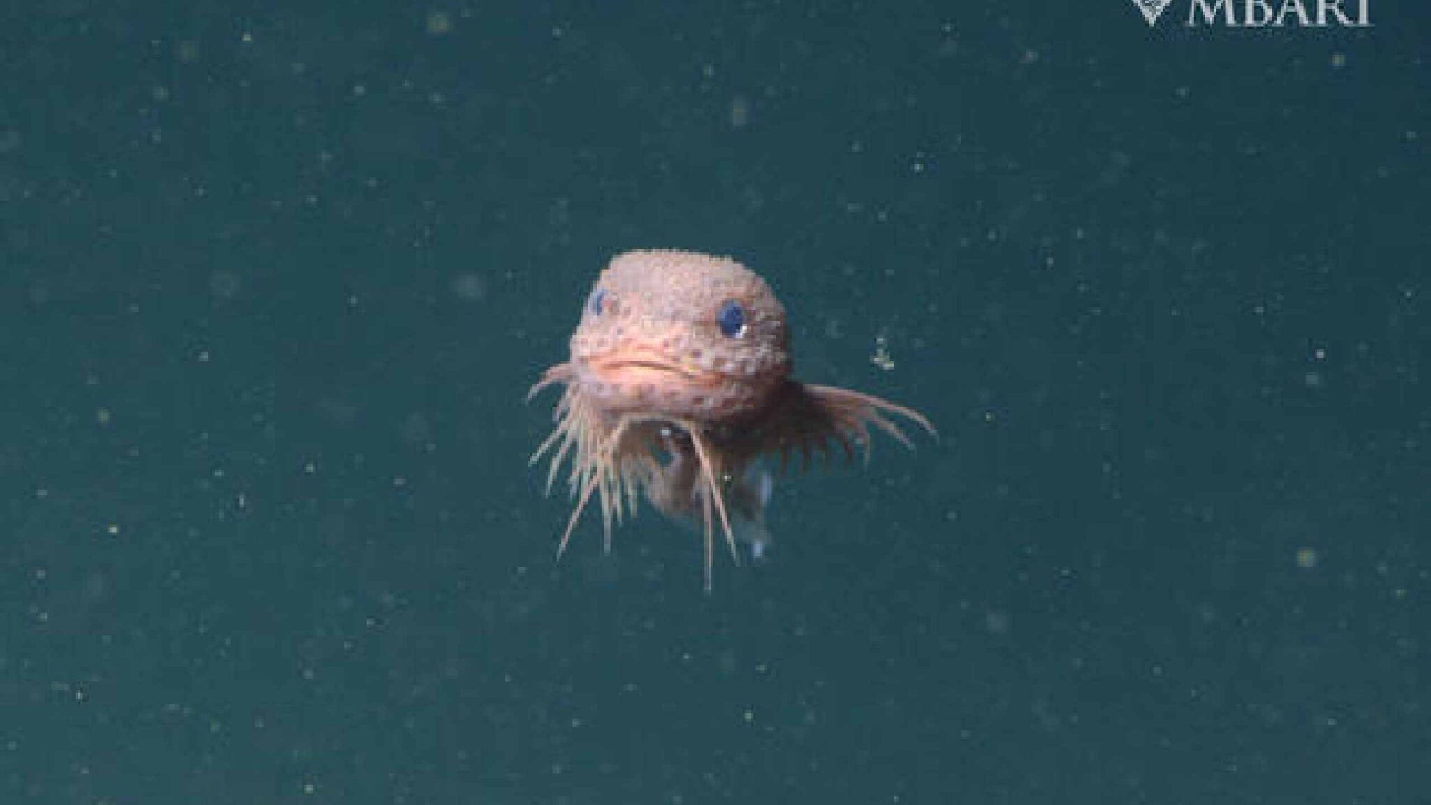 California Deep Sea Mission Finds 3 "Adorable" New Snailfish Species ...