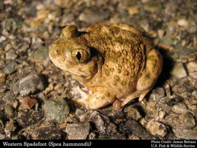 California Spadefoot Frog Faces 95% Habitat Loss as State Petition ...