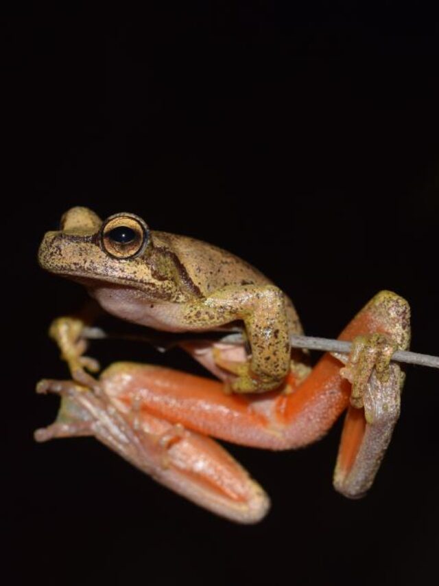 NSW Scientists Breed Rare Frog for First Time While Power Project Eyes ...