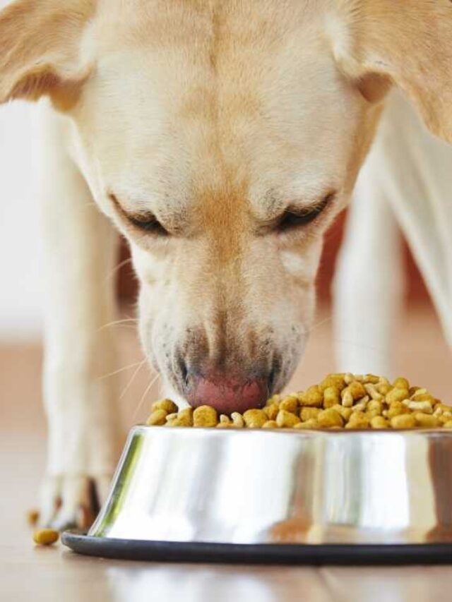 Research Shows Plant-Based Dog Foods Nutritionally Viable - Karmactive
